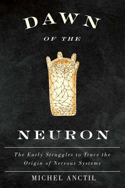 Dawn of the Neuron: The Early Struggles to Trace the Origin of Nervous ...